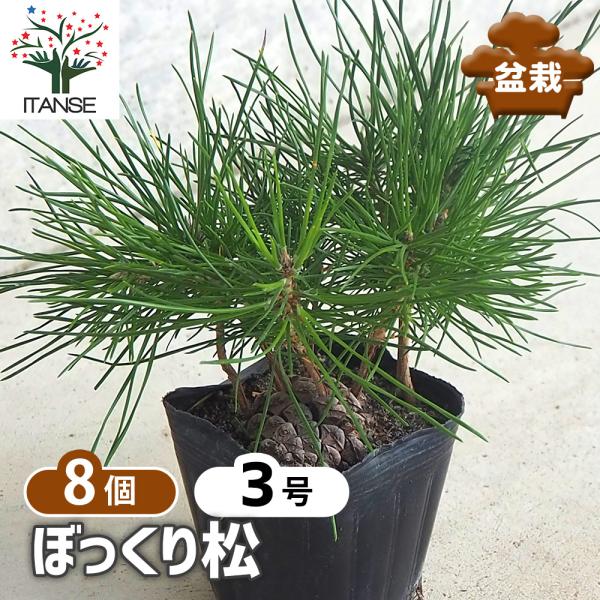 松ぼっくりから発芽し、そのまま育った松の木です。株元の松ぼっくりが可愛らしく、そこから芽吹いた苗は幼いながらも、青々とした葉を茂らせています。芽吹く様子がそのまま観察できるので、植物のたくましさ、不思議さが感じられます。そのままお気に入りの...