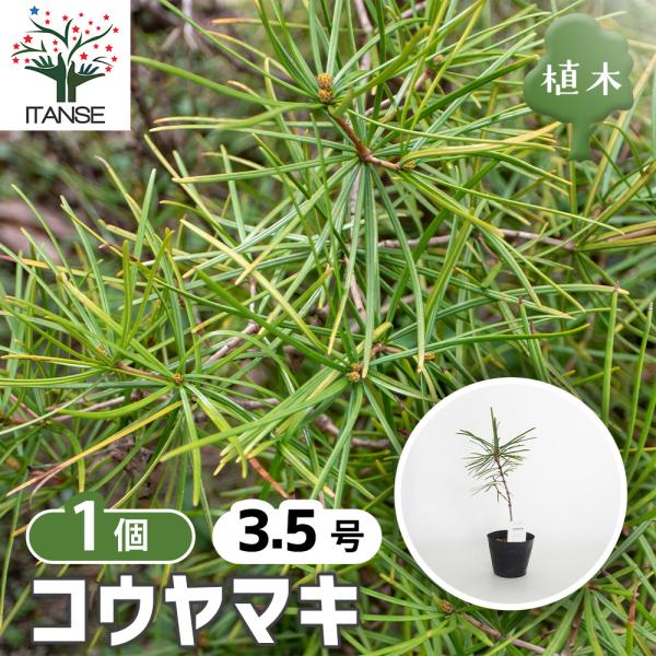 【品種特徴】 イヌマキ、ナギと並び「世界三大美樹」の一つに数えられる、日本固有の常緑針葉樹です。 光沢のある濃い緑色の葉が、枝先に傘(パラソル)のように輪生状につく独特な姿が非常に美しく、風格があります。 成長は非常にゆっくりで、自然に美し...