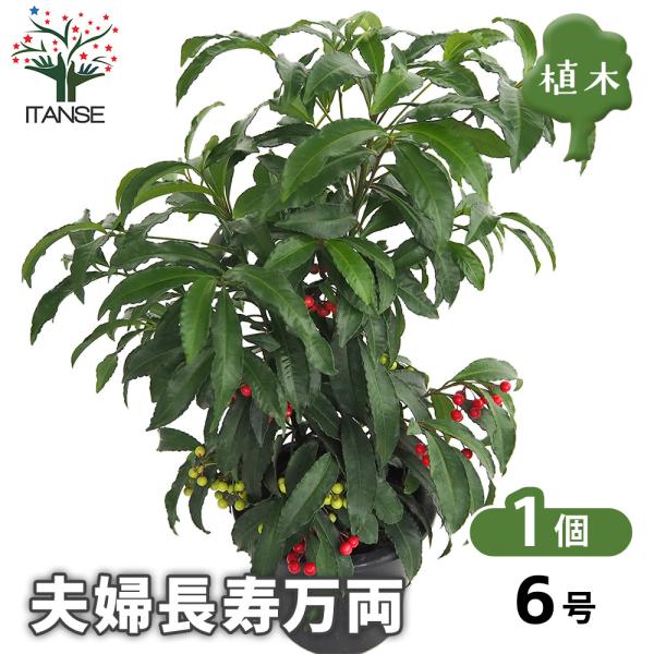 【品種特徴】「夫婦長寿万両」は、赤い実をつける「赤実宝船」と白い実をつける「白実白鳳」を1つの鉢に植え、紅白の実が同時に楽しめるようにした縁起の良い万両です。在来種よりも実が大きく、たくさんの実がつくので大変見ごたえがあります。「お金がたく...
