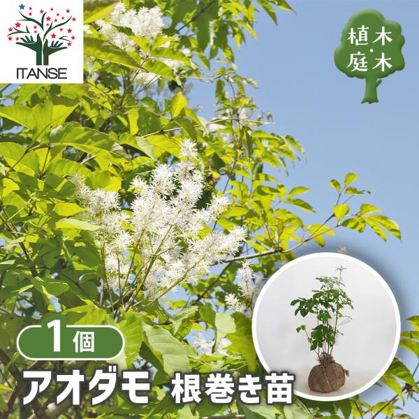 【品種特徴】野球のバットやスキー板などに使われることで知られているアオダモ。樹高は最終的に10m〜15mくらいになりますが、成長は遅く病害虫にも強いので、比較的管理しやすい樹木です。春先には白い花も咲きます。多くの手入れを必要としないため、...