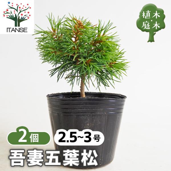 【品種特徴】福島県の吾妻山周辺で選抜された、五葉松の園芸品種です。葉が短く密に生える「八房性(やつぶさしょう)」という性質を持っており、コンパクトな樹形にまとまりやすいため、ミニ盆栽や小品盆栽として絶大な人気を誇ります。青々とした美しい葉を...