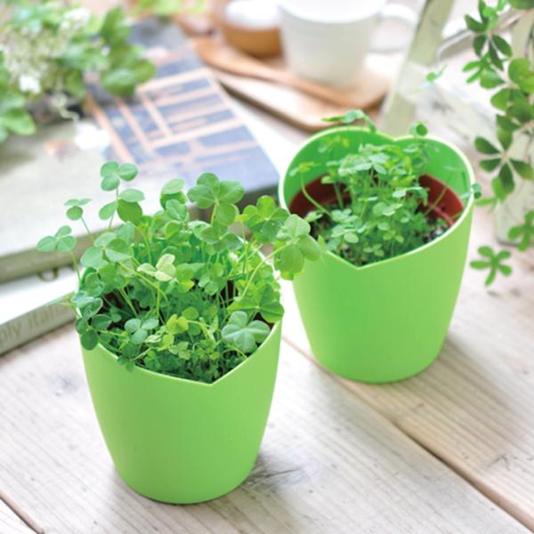 ●一目で「四つ葉のクローバー」とわかるデザインの箱が特徴の栽培セットです。●かわいいハートのポットで育てます。※必ず四つ葉が出てくるとは限りませんので、予めご了承下さい。■商品名きっとみつかる 四つ葉のクローバー栽培キット■商品サイズW11...