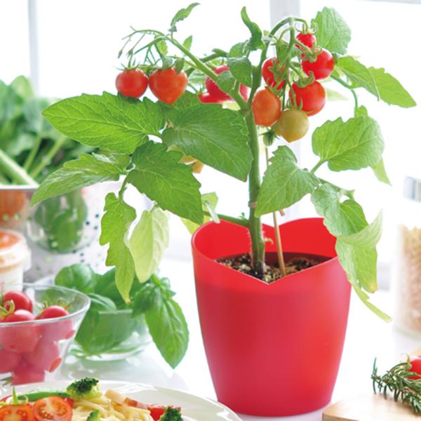 ●ハートマトとは、ぷっくりした可愛らしいハート型の実をつける、ハートブレーカーというミニトマトの品種です。●種まきから2〜3ヶ月位で黄色の小さな花が咲き、実がハート型に膨らんで色づき、真っ赤な色になったら収穫です。●実の大きさは直径約2〜3...