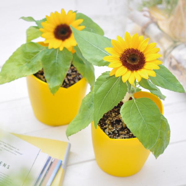 ●かわいさ満開！ミニヒマワリの栽培キットです。●切り口がハート型に見えるハートポットは、元気が出るようなビタミンカラーのイエロー！■商品名ミニヒマワリ栽培セット■商品サイズW11.5cm×D11.5cm×H12.3cm■セット内容ハートポッ...