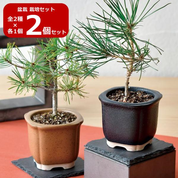 ●金色の印刷を贅沢にあしらったパッケージと、ざらりとした風合いのある陶器が絢爛な、高級感の漂う盆栽の栽培セット。●日本らしくユニークな贈り物としてもぴったり。■商品名The BONSAI■商品サイズW8.5cm×D8.5cm×H7.5cm(...