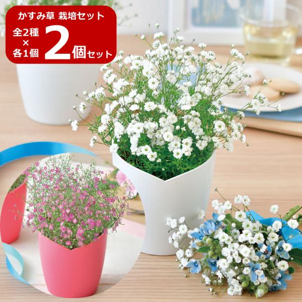 ●ピンク＆白のセット！●小さな花が集まって咲く、繊細で可愛らしい姿のかすみ草。●最近ではドライフラワーなどナチュラルで控えめな雰囲気がトレンドになったこともあり、かすみ草だけを使ったフラワーギフトも人気です。●花言葉は「感謝」「幸福」「親切...