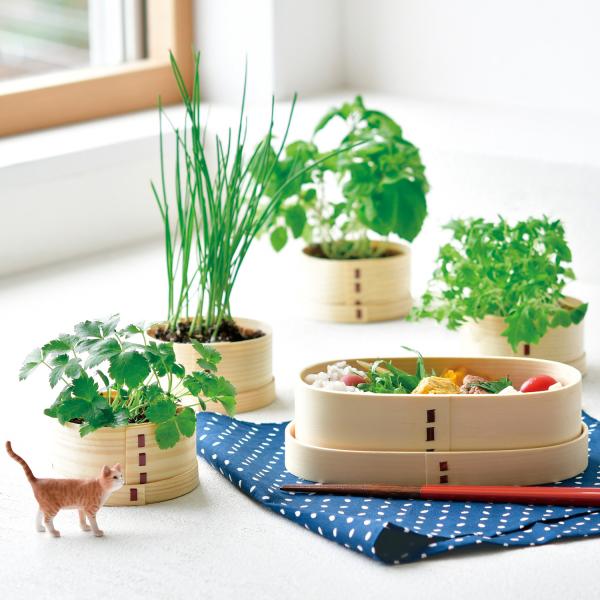 ●ミツバ×1、シソ×1、ミズナ×1、ネギ×1、の4種セットです。●日本製の曲げわっぱで、和食に欠かせない葉菜を育てます。●四季折々の富士の景色と猫をデザインした浮世絵風のパッケージ。●わっぱの風合いとおうちで育った小さな緑に癒されながら、お...