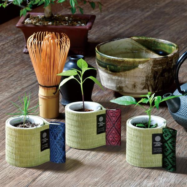 ●黒松×1、鷹の爪×1、五色とうがらし×1、の3種セットです。●白磁のおちょこを和紙畳のスリーブで巻いた栽培キット。●畳と畳縁（たたみべり）の質感は、本格的な和室の雰囲気そのもの。●江戸文字を採用し、日本らしさを詰め込んだパッケージのおちょ...