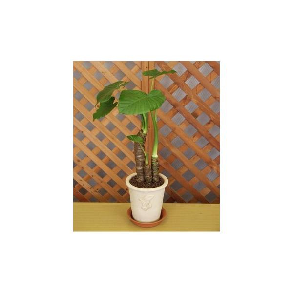 商品発送元：シンコーフラワーセンターフラワー・ガーデニングサイズ : 高さ　65 cm 幅　30 cm 奥行き　30 cm使用花材 : クワズイモ