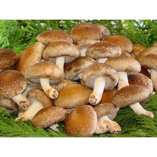 商品発送元：ガタ市フード・菓子、野菜アミノ酸たっぷり、歯ごたえ満点、肉厚ジューシー！完全無農薬栽培の特選品！生産地関川村発送日目安3〜5日後発送発送時期通年消費期限商品到着後、お早めにお召し上がりください。