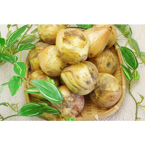 商品発送元：ハート.netshopフード・菓子口に入れると、シャキシャキした食感の後、玉ねぎの甘みと旨みがジュワーと口の中に広がります。          商品情報          商品名          新玉ねぎ          栽...