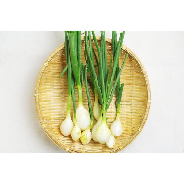 商品発送元：ハート.netshopフード・菓子根が大きく育つ前に葉つきのまま収穫したもので、春先の短い期間だけ出まわります。葉の部分は香りがよくやわらかで、ビタミンが多く含まれます。葉の部分をぬたやみそ汁の具など、長ねぎと同じように使ったり...