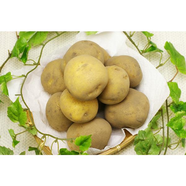 商品発送元：ハート.netshopフード・菓子大粒でなめらかな食感のジャガイモです。むいたり、切ったりしても変色しないので、水につける必要もありません。煮崩れし難く、クセもないので、カレーやシチュー、肉じゃがなどの煮込み料理に最適です。商品...