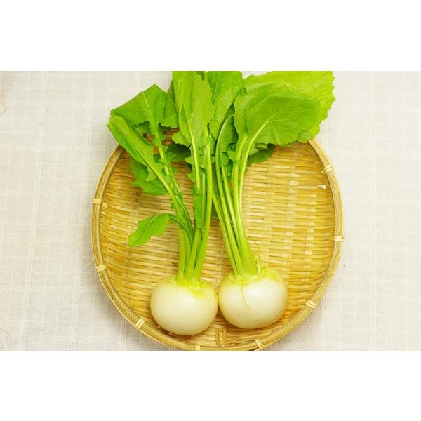 商品発送元：ハート.netshopフード・菓子みやま小かぶは、「日本蔬菜原種審査会」の小かぶの部で十年間も最優秀賞を受賞した名実共に日本の伝統小かぶの最高峰です。かぶは、根と葉の部分で栄養素が異なり、根は、淡色野菜でビタミンC、カルシウム、...