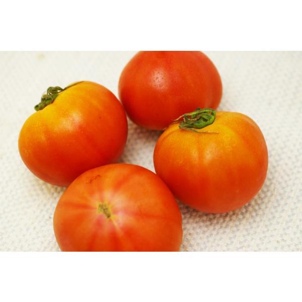 商品発送元：ハート.netshopフード・菓子自然栽培で育てた、土が生きているトマト    農薬も肥料も使わず、ただただ自然の力を信じて育てたトマトです。    市販のトマトとは異なる、野性味あふれる濃厚な甘みと酸み。果肉がぎゅっと詰まった...