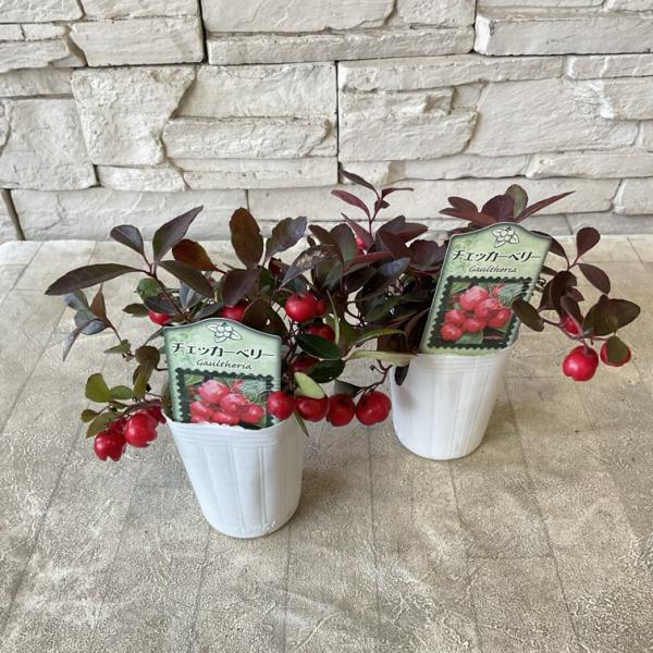 商品発送元：橋本種苗園オンラインストア家電・AV機器・カメラ【商品名】チェッカーベリー　【分類】常緑耐寒性低木【開花期】6&amp;#12316;7月【結実期】9月〜3月頃【草丈】20cm前後＊草丈は、参考にしていただく一般的なサイズで土地...