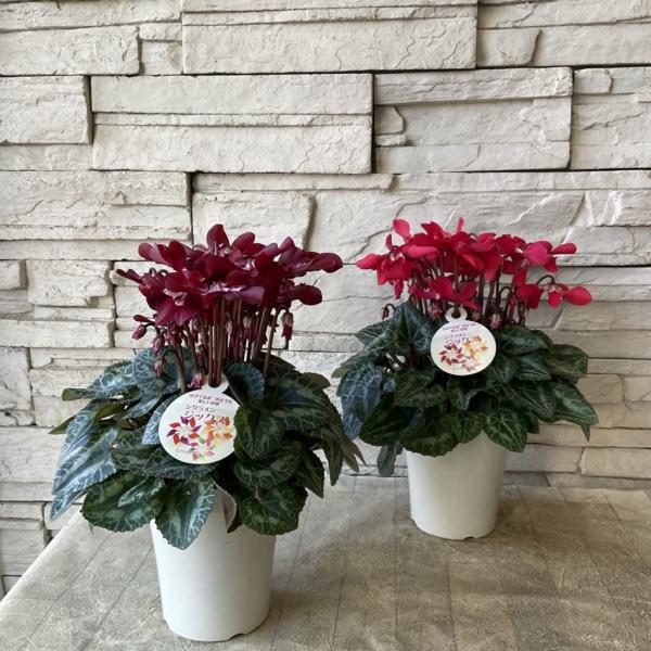 商品発送元：橋本種苗園オンラインストア家電・AV機器・カメラ【商品名】シクラメン　ジックス　選べる♪2色　4号鉢【分類】球根植物【開花期】秋〜早春【草丈】20cm前後＊草丈は、参考にしていただく一般的なサイズで土地や育て方によって異なります...