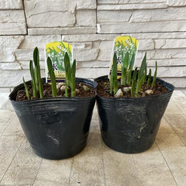 商品発送元：橋本種苗園オンラインストア家電・AV機器・カメラ【商品名】 鈴蘭水仙　スノーフレーク　【分類】球根性多年草【開花期】開花：3〜5月【草丈】20〜45cm【管理場所】日当たりのよいところ【鉢の大きさ】4寸ポットスズランのようなベル...