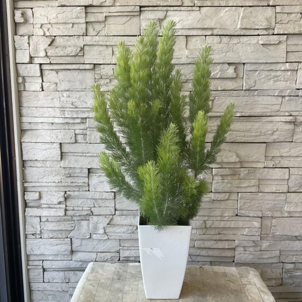 商品発送元：橋本種苗園オンラインストアフラワー・ガーデニング【商品名】【送料無料】アデナンサス　ウィーリーブッシュ　5寸鉢【分類】耐寒性常緑低木【草丈】5m前後＊草丈は、参考にしていただく一般的なサイズで土地や育て方によって異なります。【管...