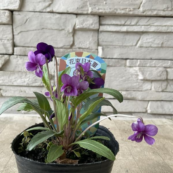 商品発送元：橋本種苗園オンラインストア家電・AV機器・カメラ【商品名】日本すみれ 【分類】多年草【開花期】2月〜4月【草丈】10〜20?【管理場所】日当たりの良いところ【鉢の大きさ】3寸ポットとっても可愛らしいお花を咲かせます【育て方】日当...