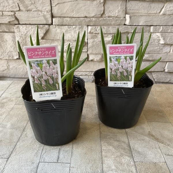 商品発送元：橋本種苗園オンラインストア家電・AV機器・カメラ【商品名】ムスカリ　ピンクサンライズ【分類】球根植物【開花期】3月〜4月【草丈】10〜15cm前後【管理場所】日当たりの良いところ【鉢の大きさ】3.5寸ポット桃花の可愛らしいムスカ...