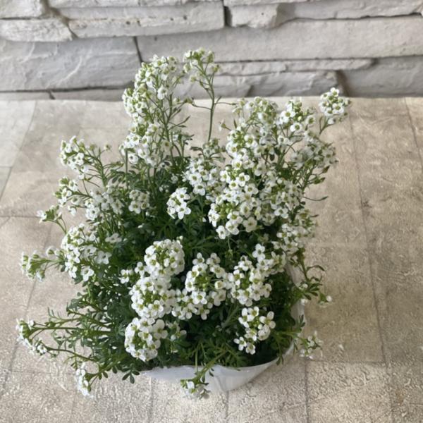 商品発送元：橋本種苗園オンラインストア家電・AV機器・カメラ【商品名】フチンシア　アイスキューブ　【分類】耐寒性常緑多年草【開花期】2月〜4月【草丈】10〜15cm前後＊草丈は、参考にしていただく一般的なサイズで土地や育て方によって異なりま...