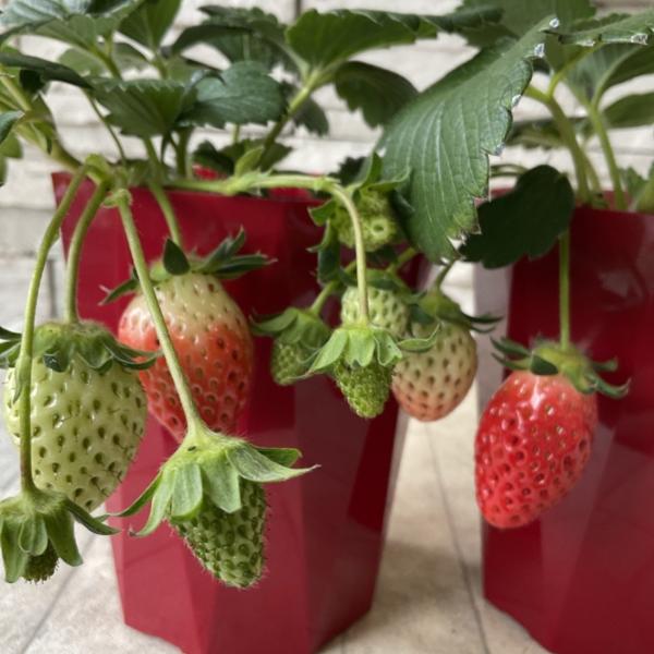 商品発送元：橋本種苗園オンラインストア家電・AV機器・カメラ見切品葉数少ない実は付いていない状態660円→330円【商品名】いちご　あきひめ【分類】多年草【収穫期】4月〜6月【草丈】30〜40cm前後【管理場所】日当たりの良いところ【鉢の大...