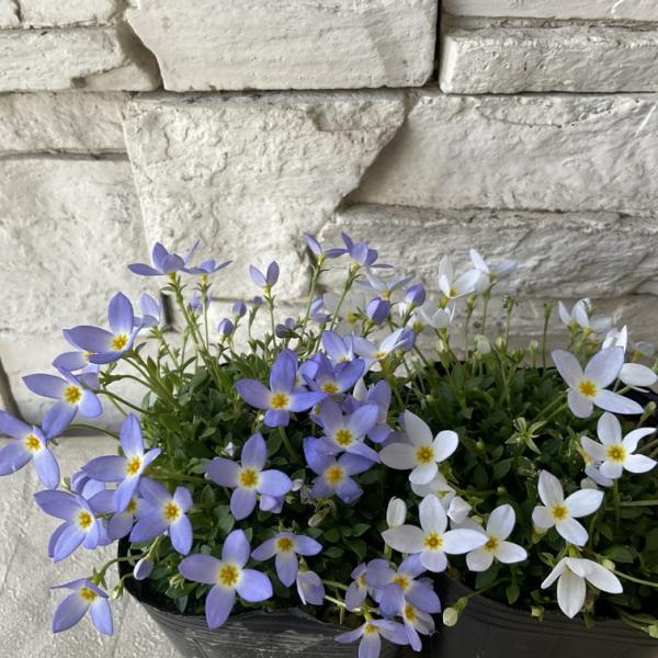 商品発送元：橋本種苗園オンラインストア家電・AV機器・カメラ【商品名】ヒナソウ　選べる♪2色【分類】多年草【開花期】4月〜6月【草丈】5〜15cm前後＊草丈は、参考にしていただく一般的なサイズで土地や育て方によって異なります。【管理場所】日...