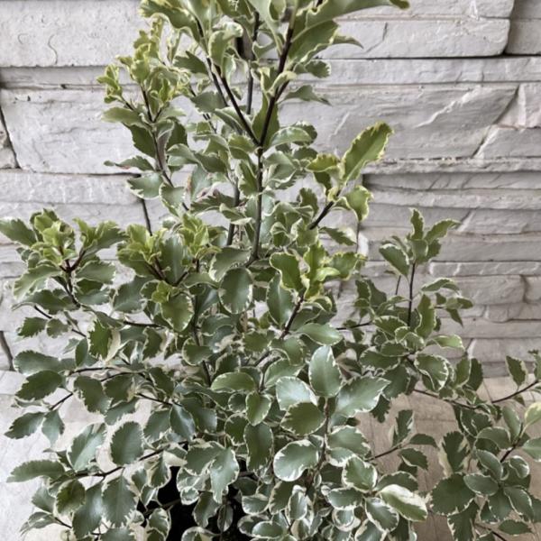 商品発送元：橋本種苗園オンラインストア家電・AV機器・カメラ【商品名】ピットスポルム バリエガータ 【分類】耐寒性常緑低木【開花期】4月〜5月【草丈】250cm前後【管理場所】日当たりの良いところ【鉢の大きさ】5寸ポット黒軸と緑葉のコントラ...