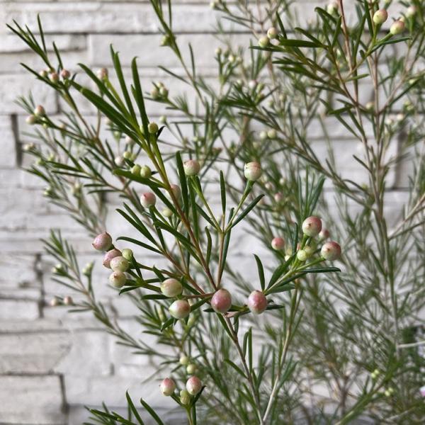 商品発送元：橋本種苗園オンラインストア家電・AV機器・カメラ【商品名】ワックスフラワー【分類】半耐寒性常緑低木【開花期】3月〜5月【草丈】1.5〜3m前後【管理場所】日当たりの良いところ見た目が可愛い、ワックスフラワー。香りもまたアロマティ...