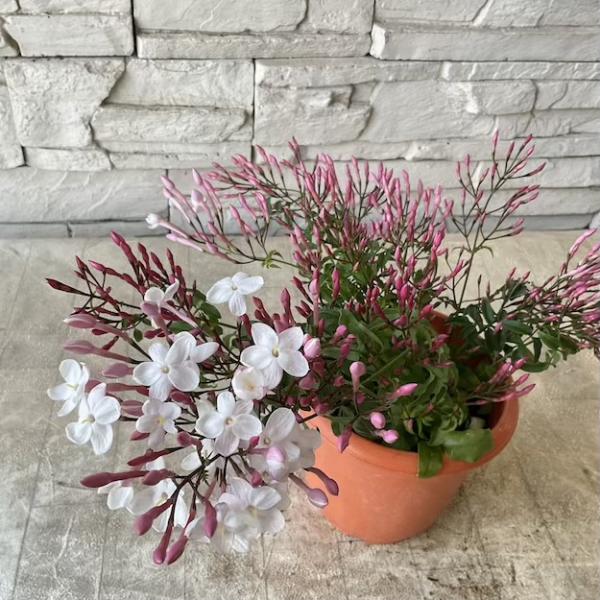 商品発送元：橋本種苗園オンラインストア家電・AV機器・カメラ【商品名】羽衣ジャスミン【分類】常緑つる性木本【開花期】春〜初夏【草丈】2m前後＊草丈は、参考にしていただく一般的なサイズで土地や育て方によって異なります。【管理場所】日当たりの良...