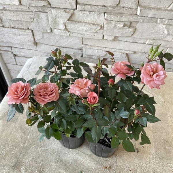 商品発送元：橋本種苗園オンラインストア家電・AV機器・カメラ【商品名】ミニバラ　テディベア 【分類】低木【開花期】通年【草丈】10〜100cm前後【管理場所】日当たりの良いところ【鉢の大きさ】3寸鉢大きなバラを育てるスペースが無くても室内の...