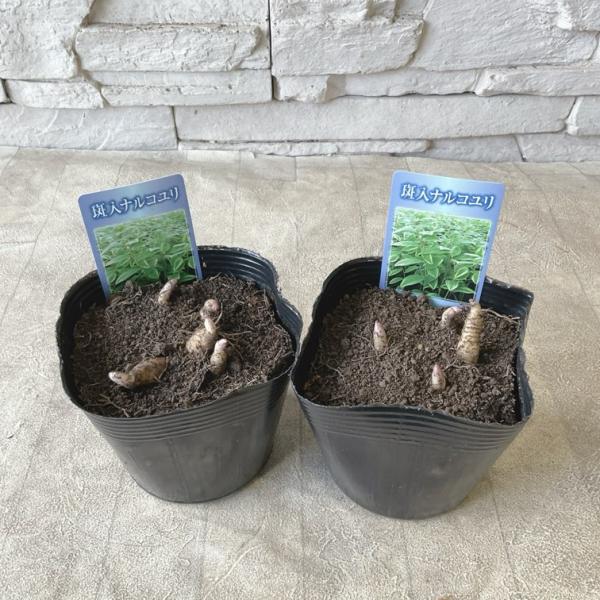 商品発送元：橋本種苗園オンラインストア家電・AV機器・カメラ※写真2枚目は育った時のイメージです。 【商品名】ナルコユリ 3.5寸ポット【分類】多年草（冬落葉）【開花期】5月中旬〜5月下旬【草丈】30〜60cm前後【管理場所】半日陰〜日陰【...