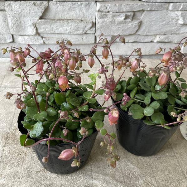 商品発送元：橋本種苗園オンラインストア家電・AV機器・カメラ【商品名】カランコエ　フィフィ【分類】多肉植物【開花期】11月〜4月【草丈】10〜50cm前後＊草丈は、参考にしていただく一般的なサイズで土地や育て方によって異なります。【管理場所...