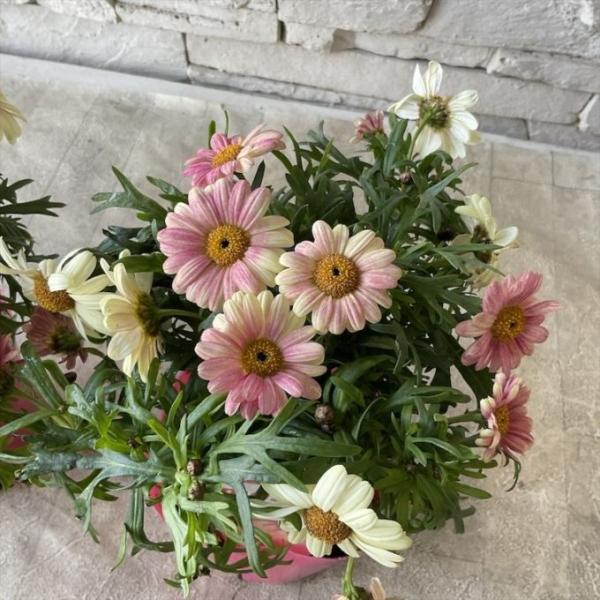 商品発送元：橋本種苗園オンラインストア家電・AV機器・カメラ【商品名】マーガレット　スマッシュ　【分類】宿根草【開花期】3〜6月、10〜12月【草丈】30〜50cm前後【管理場所】日当たりの良いところ【鉢の大きさ】3.5寸ポット かわいいピ...