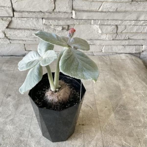 商品発送元：橋本種苗園オンラインストア家電・AV機器・カメラ【分類】塊根植物【開花期】5月下旬〜7月【草丈】15〜25cm前後【管理場所】窓越しの柔らかい日の当たる場所【鉢の大きさ】4寸ポット銀色のビロードに、不思議な形をした花を咲かせる植...