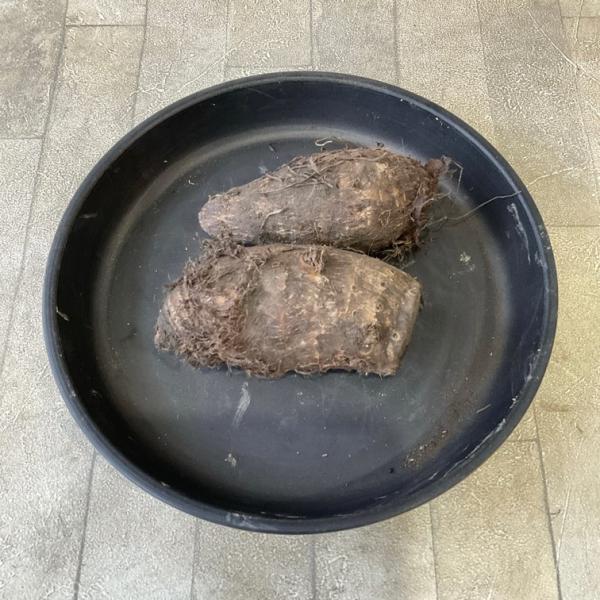 商品発送元：橋本種苗園オンラインストア家電・AV機器・カメラ種子用　セレベス量り売り100g&amp;#12316;＊画像の200gを目安に、100g＝1個でご購入ください。＊お得な1kgの商品もご用意があります。種子用種芋の大きさは個体差...