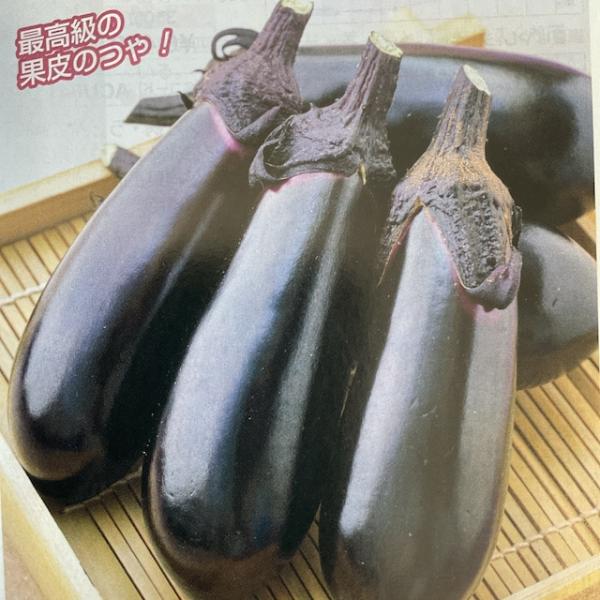商品発送元：橋本種苗園オンラインストア家電・AV機器・カメラ【野菜苗】接木　千両ナス※写真は4月中旬の様子です。時期により草丈や状態は写真と異なります。※5月1日〜14日の間の野菜苗の発送・お問い合わせの返信はできません品種の説明ナスの代表...