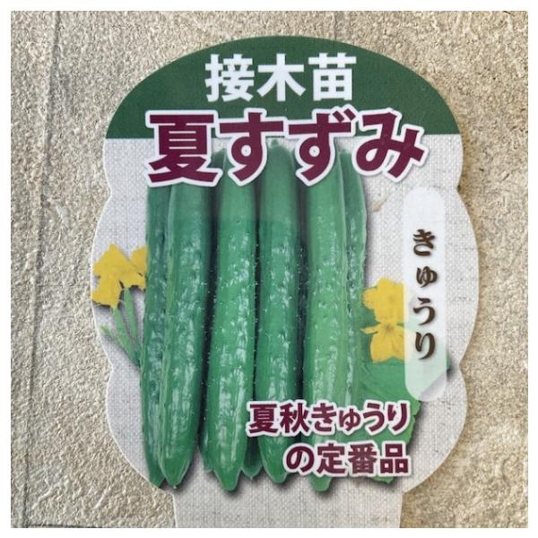 商品発送元：橋本種苗園オンラインストア家電・AV機器・カメラ【野菜苗】接木　キュウリ　夏すずみ※時期により草丈や状態は写真と異なります。※5月1日〜14日の間の野菜苗の発送・お問い合わせの返信はできません品種の説明夏秋キュウリの定番品です。...
