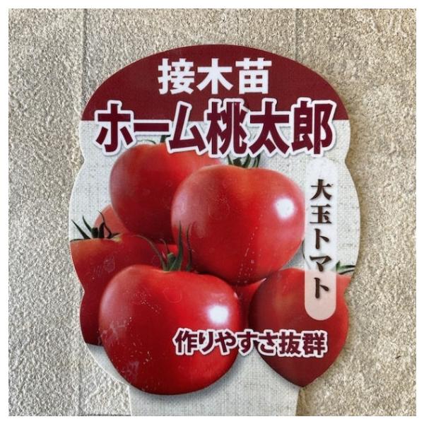 商品発送元：橋本種苗園オンラインストア家電・AV機器・カメラ【野菜苗】接木　大玉トマト　ホーム桃太郎※写真は4月中旬の様子です。時期により草丈や状態は写真と異なります。※5月1日〜14日の間の野菜苗の発送・お問い合わせの返信はできません品種...
