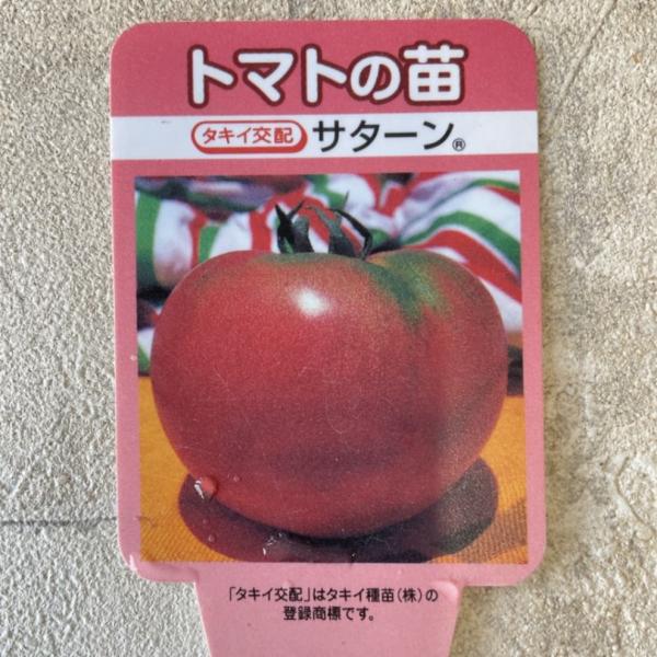 商品発送元：橋本種苗園オンラインストア家電・AV機器・カメラ【野菜苗】実生　大玉トマト　サターン※写真は4月中旬の様子です。時期により草丈や状態は写真と異なります。※5月1日〜14日の間の野菜苗の発送・お問い合わせの返信はできません品種の説...