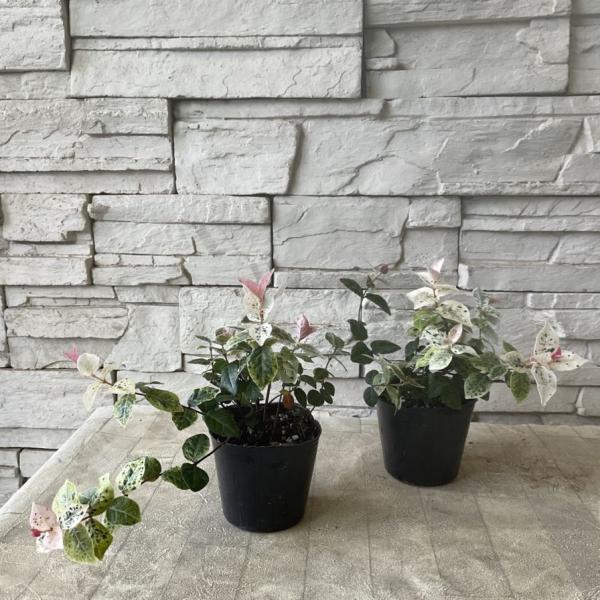 商品発送元：橋本種苗園オンラインストア家電・AV機器・カメラ【商品名】初雪カズラ ３寸ポット 【分類】ほふく性常緑低木【開花期】5月中旬〜6月中旬【草丈】10〜30cm前後＊草丈は、参考にしていただく一般的なサイズで土地や育て方によって異な...