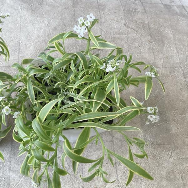 商品発送元：橋本種苗園オンラインストア家電・AV機器・カメラ【商品名】スーパーアリッサム　フロスティーナイト　【分類】半耐寒性多年草【開花期】周年  ※真夏と真冬は花が休むことがあります【草丈】20〜30cm前後＊草丈は、参考にしていただく...