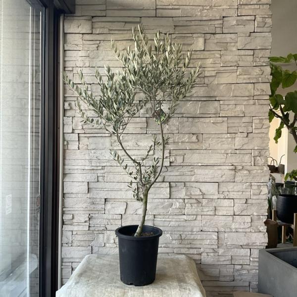 商品発送元：橋本種苗園オンラインストア家電・AV機器・カメラ人気のSOUJUさんのオリーブの木　 現在の樹高　約130cm前後  鉢含む葉の広がり　約55cm前後 置き場所　　日当たりの良い場所東北地方、山間部など寒い地域では冬は軒先に入れ...