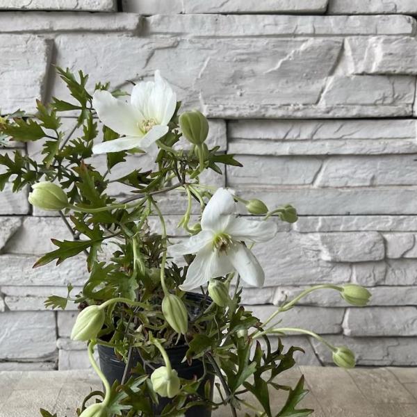 商品発送元：橋本種苗園オンラインストア家電・AV機器・カメラ【商品名】クレマチス　カートマニージョ【分類】多年草【開花期】春&amp;#12316;初夏【草丈】60〜100cm前後＊草丈は、参考にしていただく一般的なサイズで土地や育て方によ...