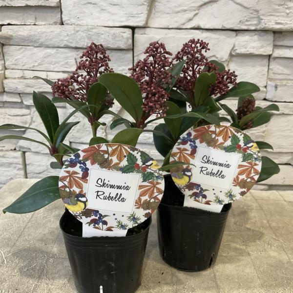 商品発送元：橋本種苗園オンラインストア家電・AV機器・カメラ見切品開花花は終了している1540円→770円  【商品名】スキミア　ルベラ ３寸ポット【分類】常緑低木【開花期】春【草丈】60〜100cm前後＊草丈は、参考にしていただく一般的な...