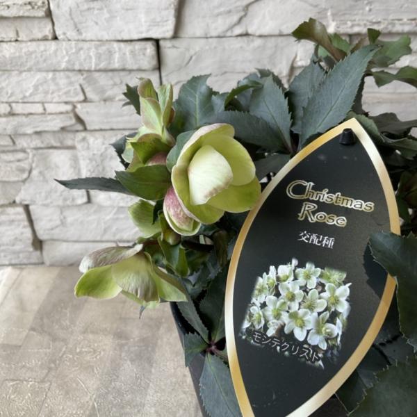 商品発送元：橋本種苗園オンラインストア家電・AV機器・カメラ【商品名】クリスマスローズ　モンテクリスト 5寸鉢【分類】耐寒性多年草【開花期】1月〜4月【草丈】20〜30cm前後＊草丈は、参考にしていただく一般的なサイズで土地や育て方によって...