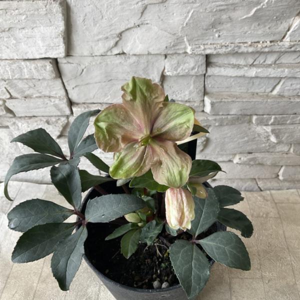 商品発送元：橋本種苗園オンラインストア家電・AV機器・カメラ【商品名】クリスマスローズ　マホガニースノー　5寸鉢【分類】耐寒性多年草【開花期】12月〜4月【草丈】30cm前後＊草丈は、参考にしていただく一般的なサイズで土地や育て方によって異...