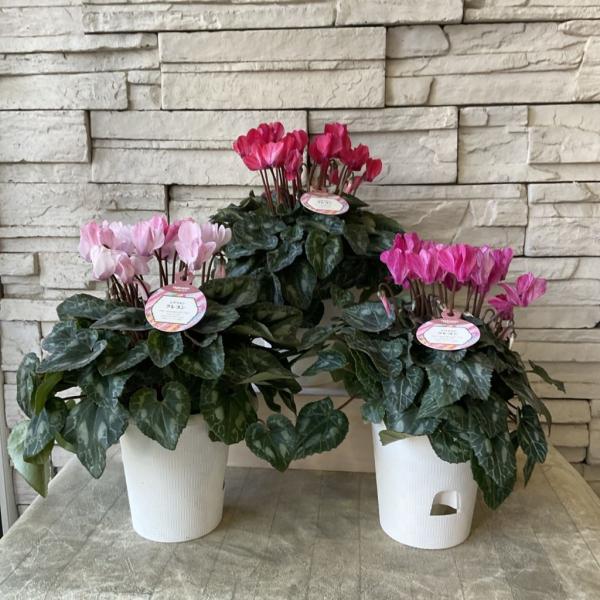 商品発送元：橋本種苗園オンラインストア家電・AV機器・カメラ【商品名】シクラメン　クレヨン　選べる♪2色　4寸鉢【分類】球根性多年草【開花期】秋&amp;#12316;早春【草丈】30cm前後＊草丈は、参考にしていただく一般的なサイズで土地...