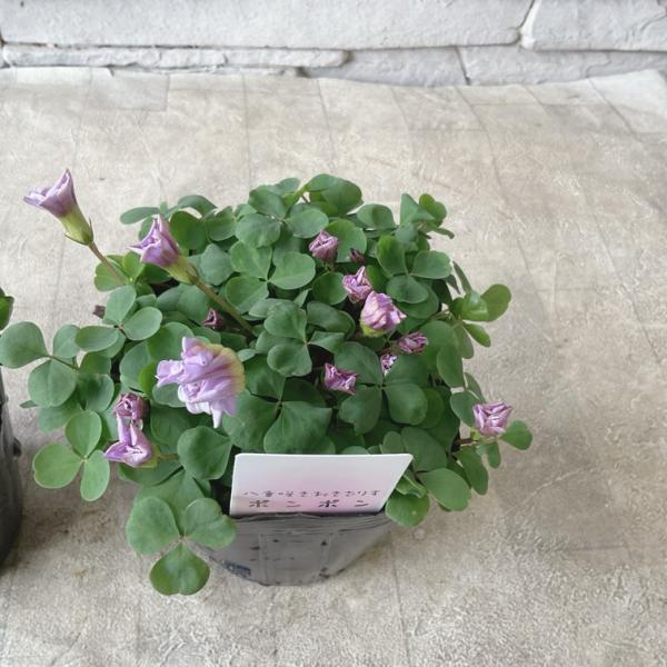 商品発送元：橋本種苗園オンラインストア家電・AV機器・カメラ【分類】耐寒性多年草【開花期】秋〜春【草丈】10〜15cm前後＊草丈は、参考にしていただく一般的なサイズで土地や育て方によって異なります。 【管理場所】日当たりの良いところ 大変強...